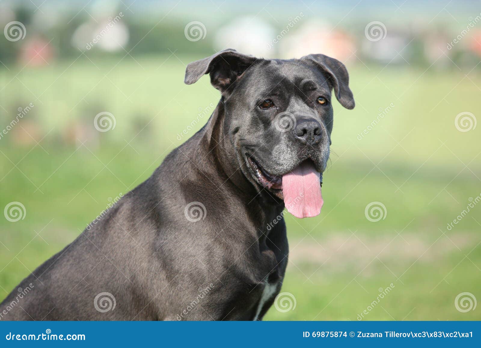 Amazing Cane Corso stock photo. Image of attentive, inaction - 69875874