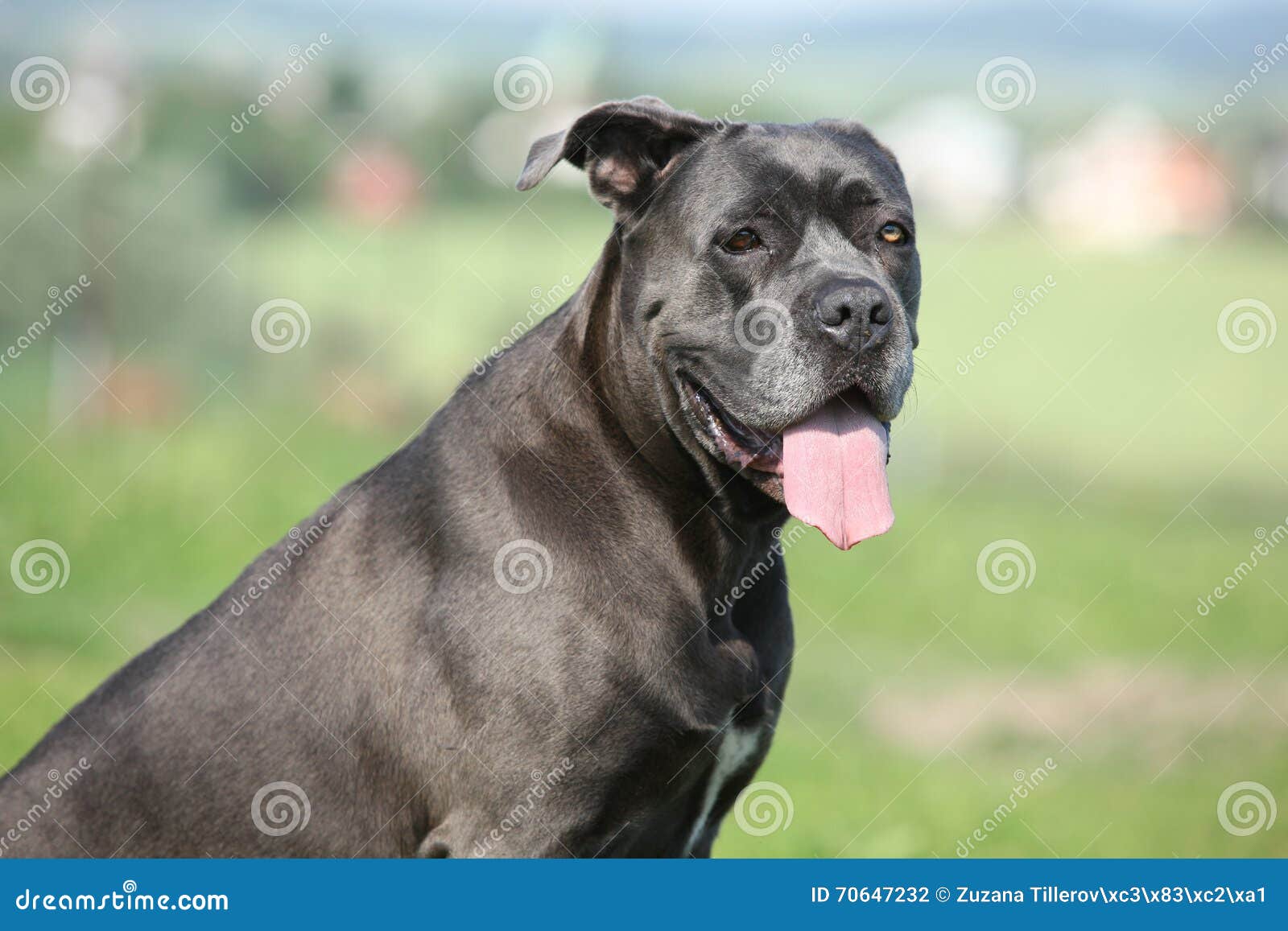 Amazing Cane Corso stock photo. Image of beauty, doggy - 70647232