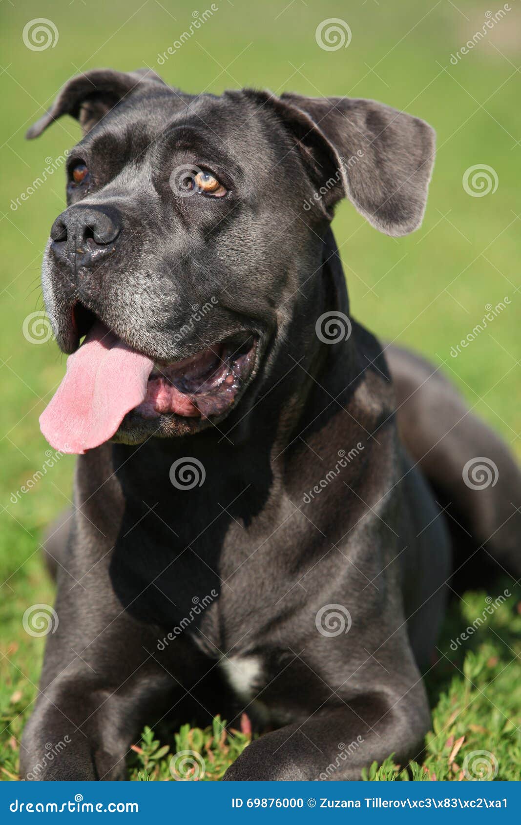 Amazing Cane Corso stock photo. Image of beauty, resting - 69876000