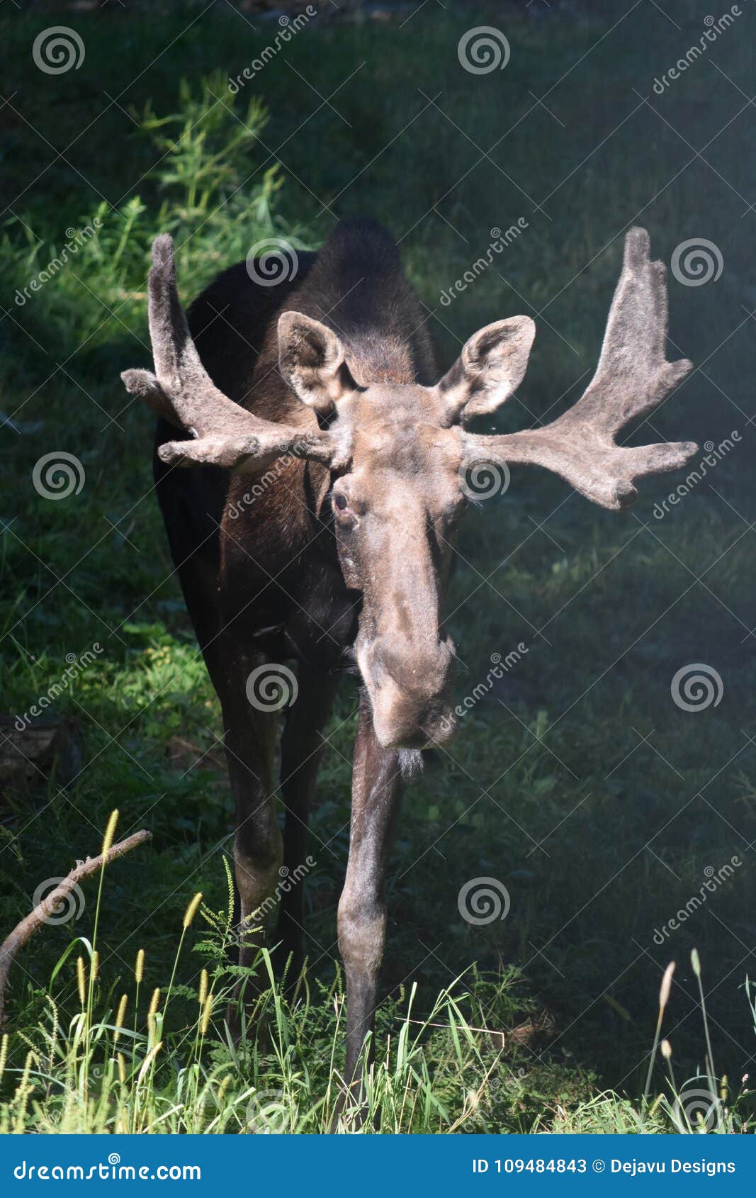 Wild Moose Stepping into the Sunlight in Maine Stock Image - Image of ...