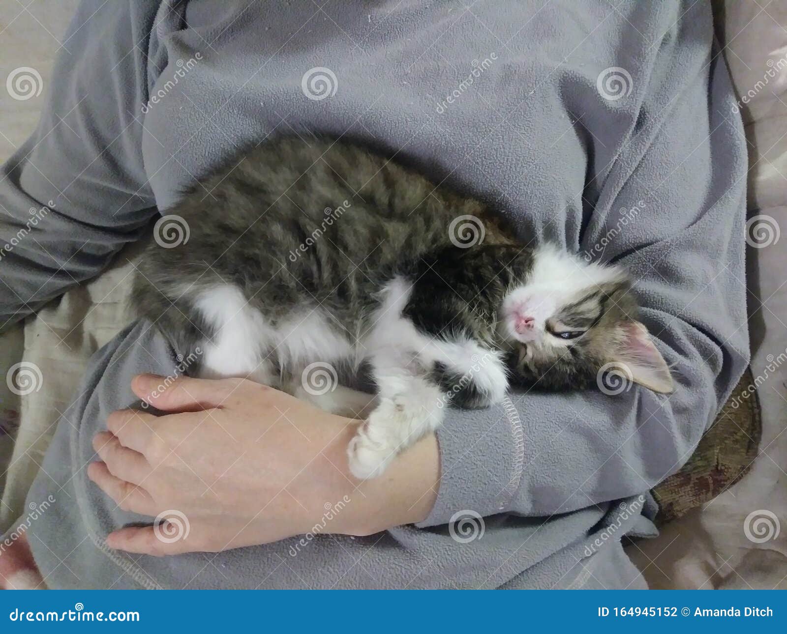 Amazing Cat stock photo. Image of cats, taking, amazing - 164945152