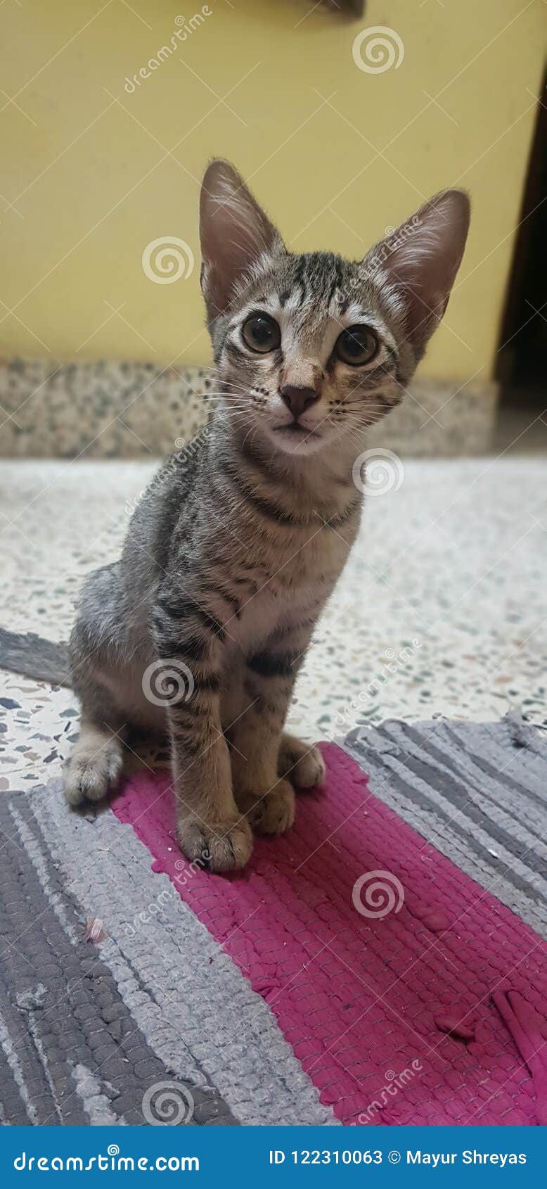 A posing kitten stock image. Image of kitten, amazing - 122310063