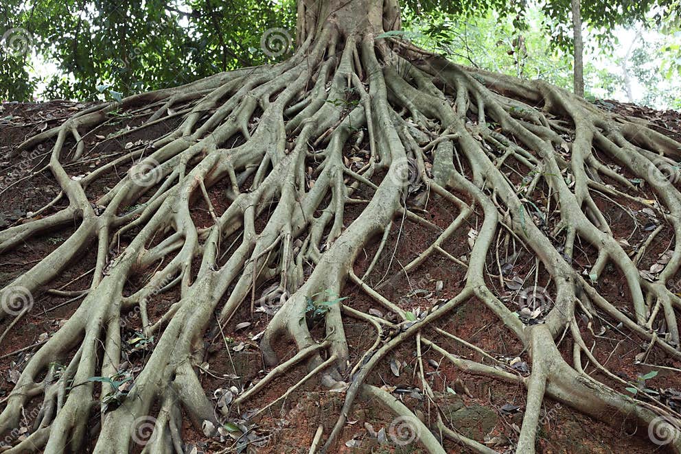 Amazing Chaos Tree Roots stock image. Image of gardening - 16597209