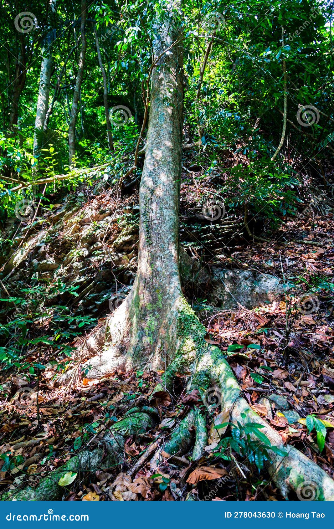 Amazing Chaos Tree Roots stock photo. Image of outdoor - 278043630