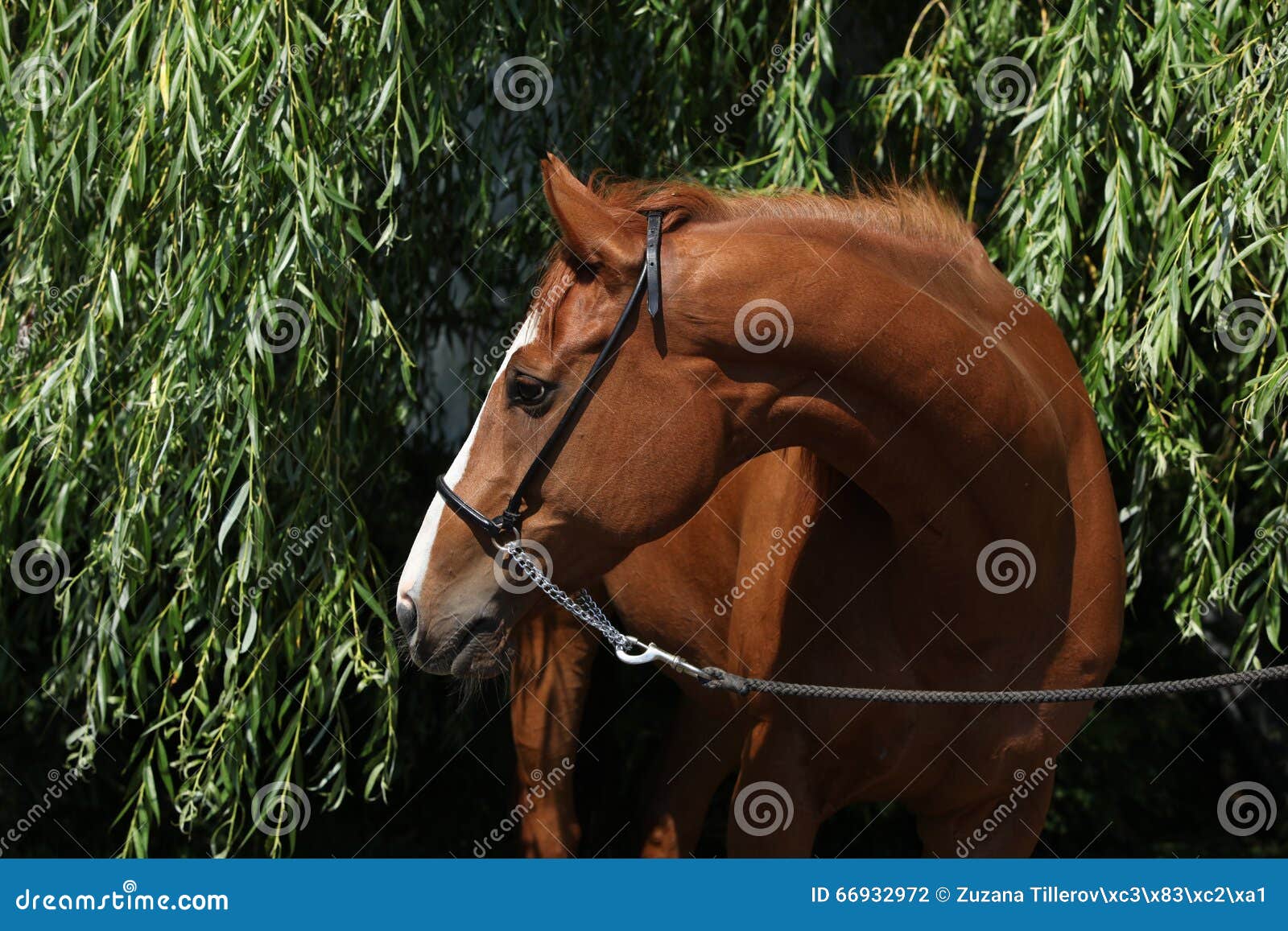 Amazing Chestnut Thoroughbred Stock Photo - Image of equine, peaceful ...