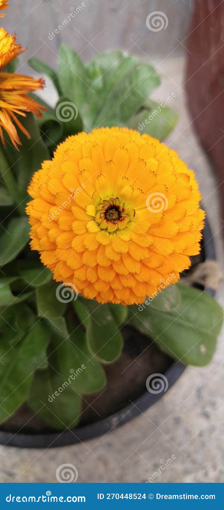 Amazing Circle Shape Flower with Tiny Petals Stock Photo - Image of ...