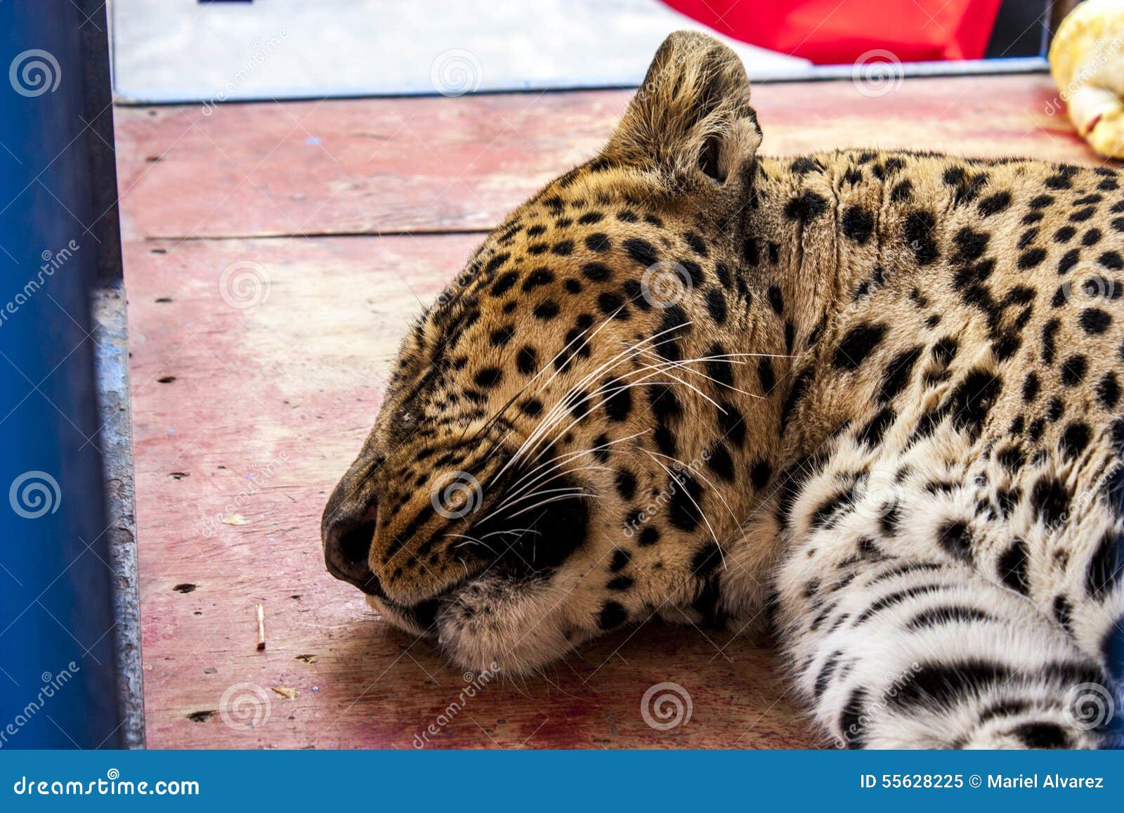 Amazing Circus Leopard Sleeping Stock Image - Image of sleeping ...