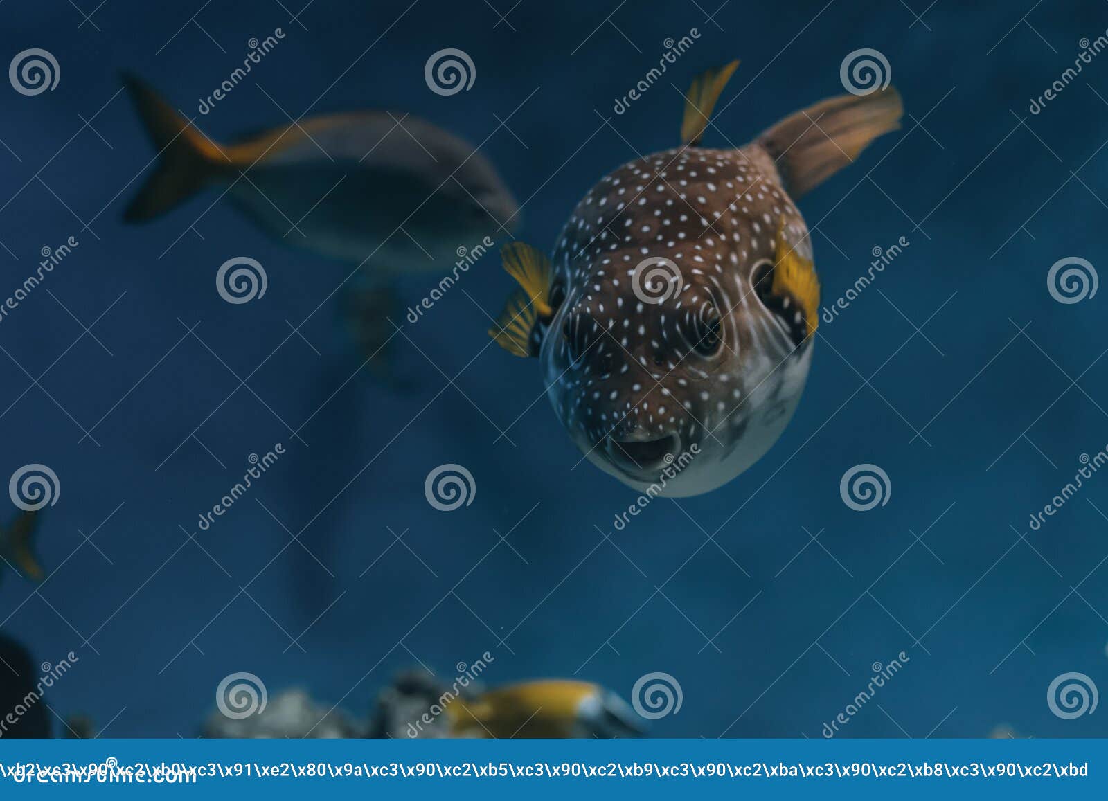 Amazing Close Up of Fish in the Oceanarium Stock Image - Image of ...