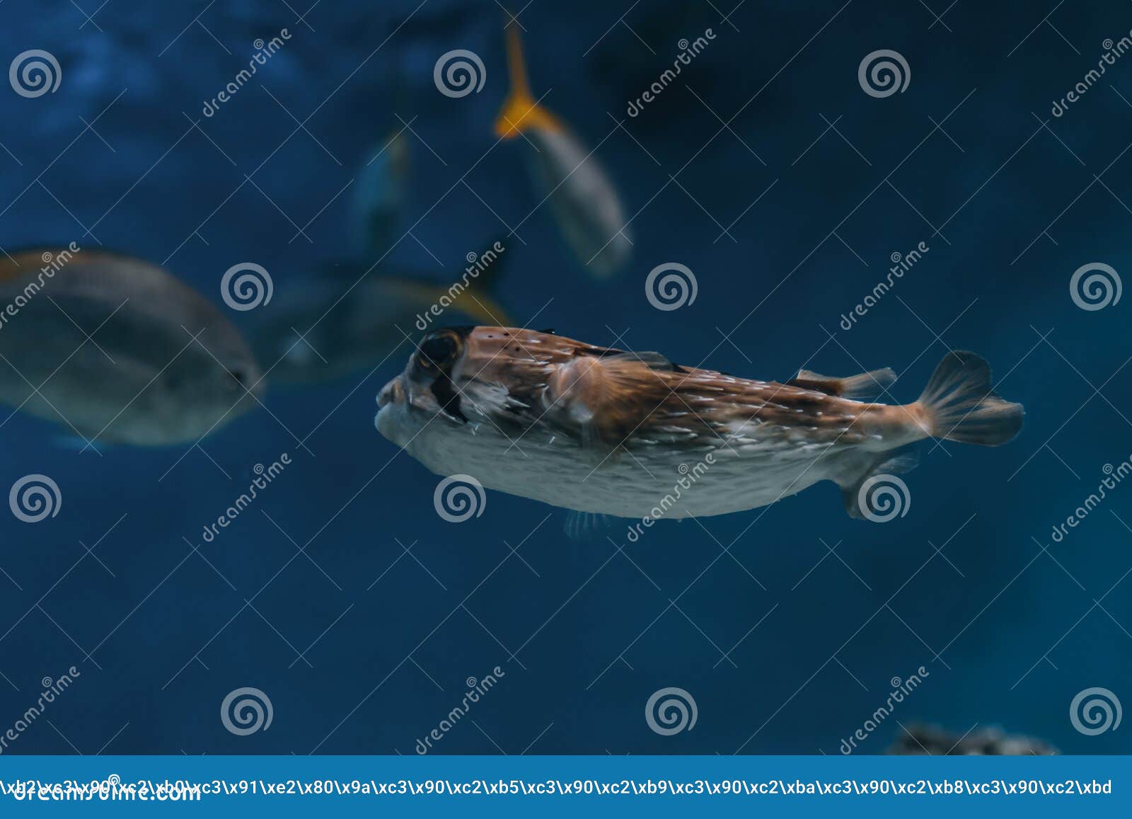 Amazing Close Up of Fish in the Oceanarium Stock Image - Image of glass ...