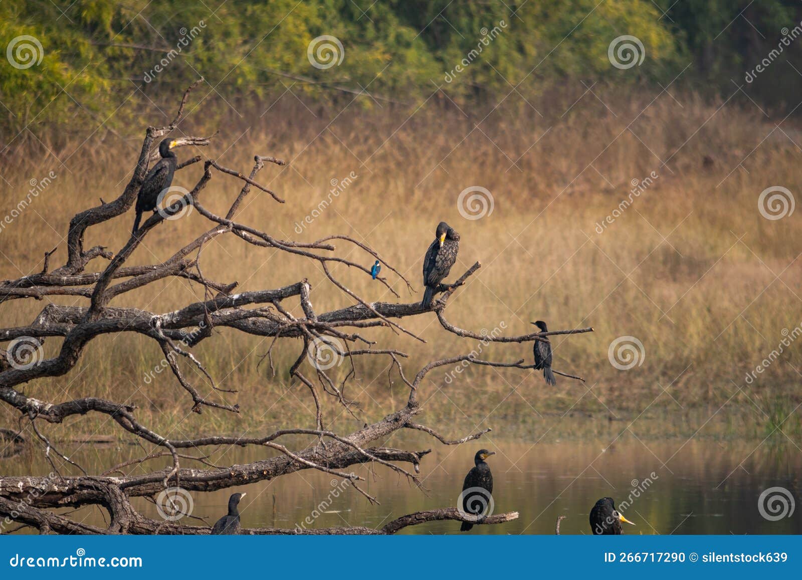 Amazing Close-up of a Flock of Wild Indian Cormorants Stock Photo ...