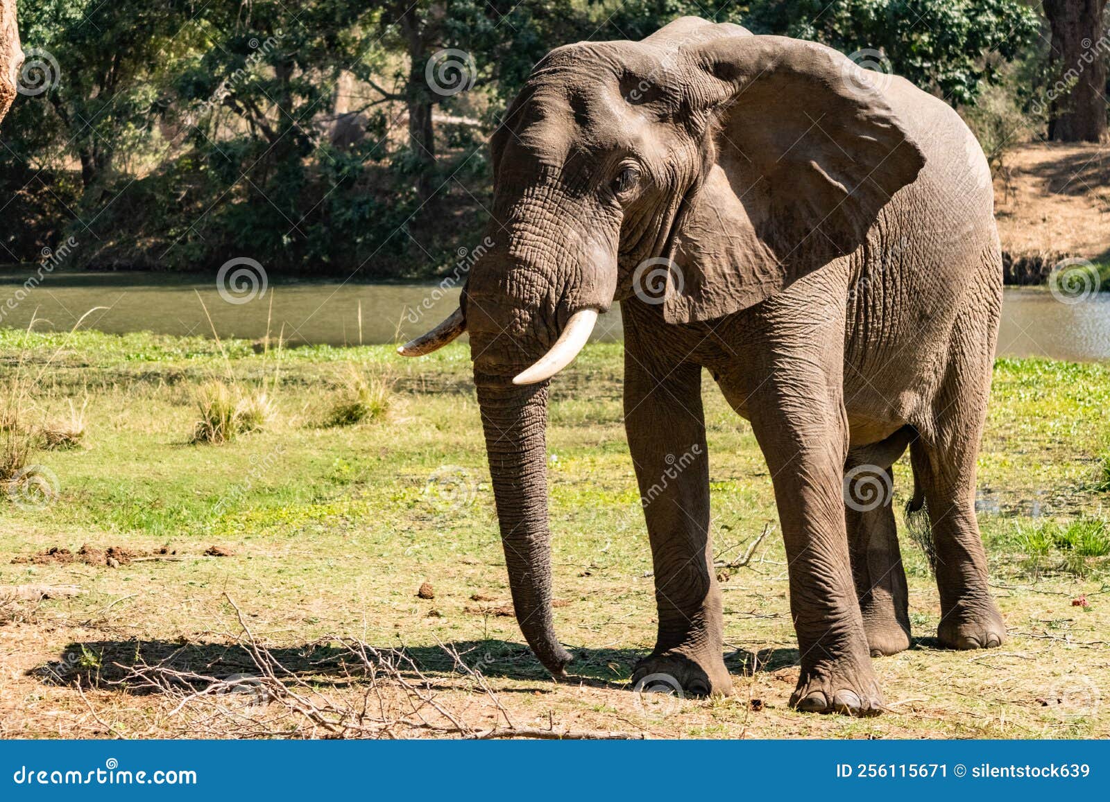 Amazing Close Up of a Huge Elephant Moving in the Bush Stock Image ...