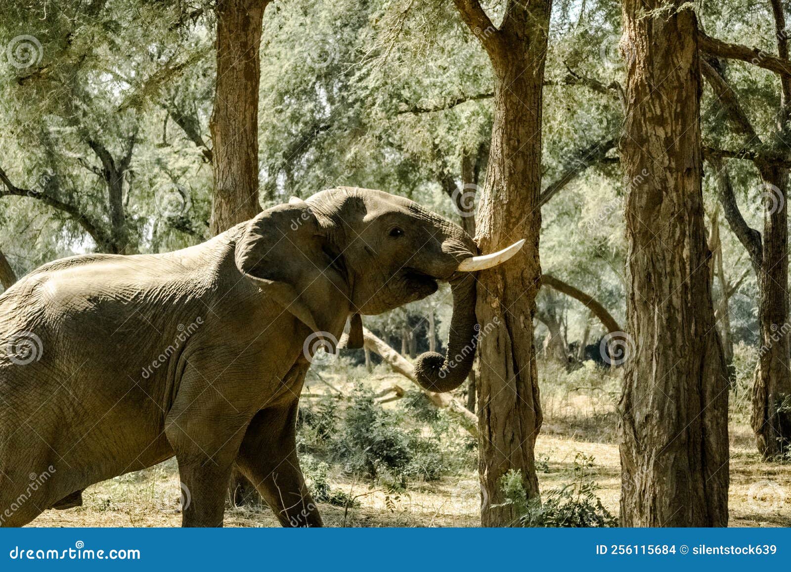 Amazing Close Up of a Huge Elephant Shaking a Tree in the Bush Stock ...