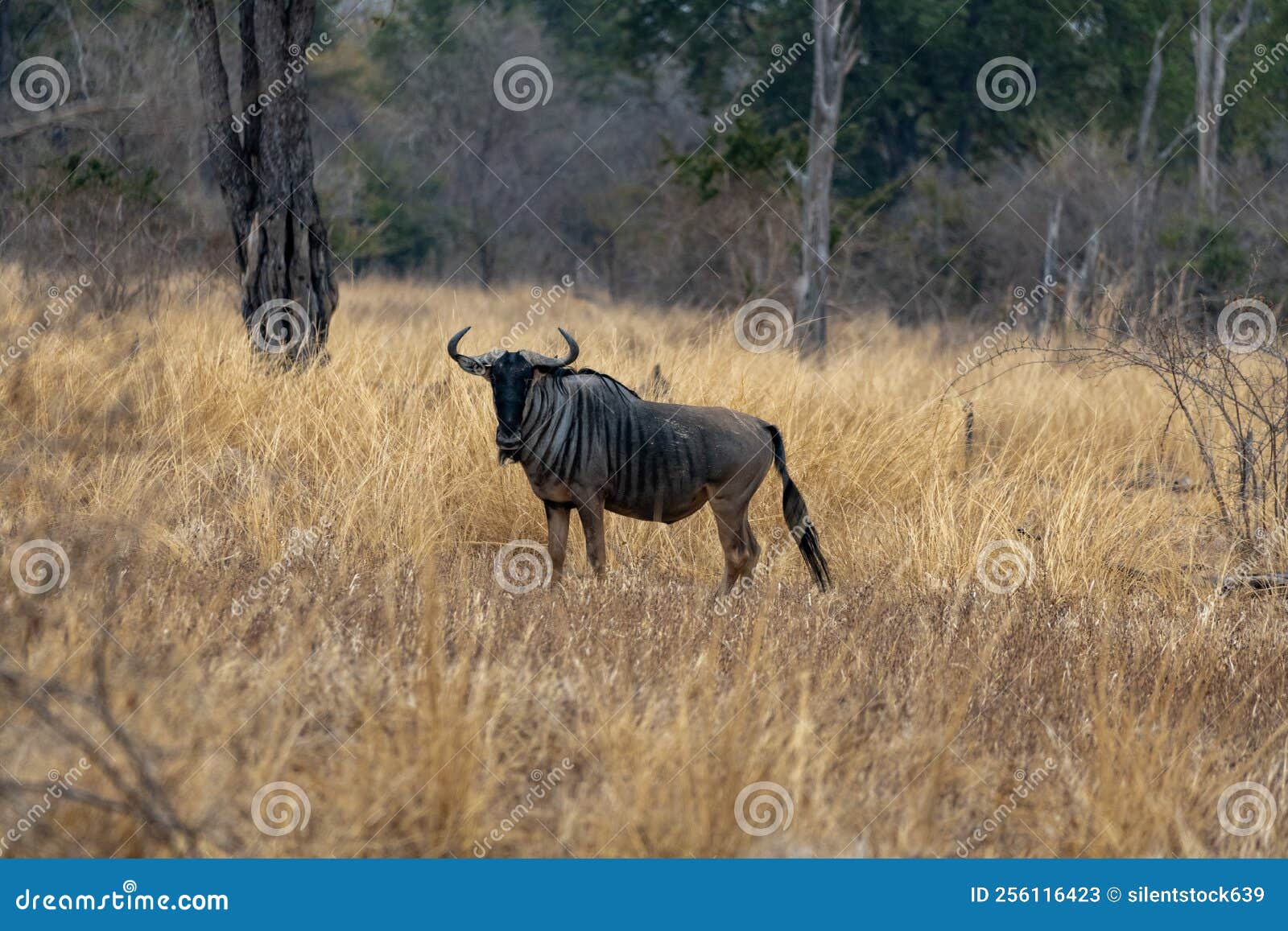 Amazing Close Up of a Isolated Wildebeest Moving in the Bush Stock ...