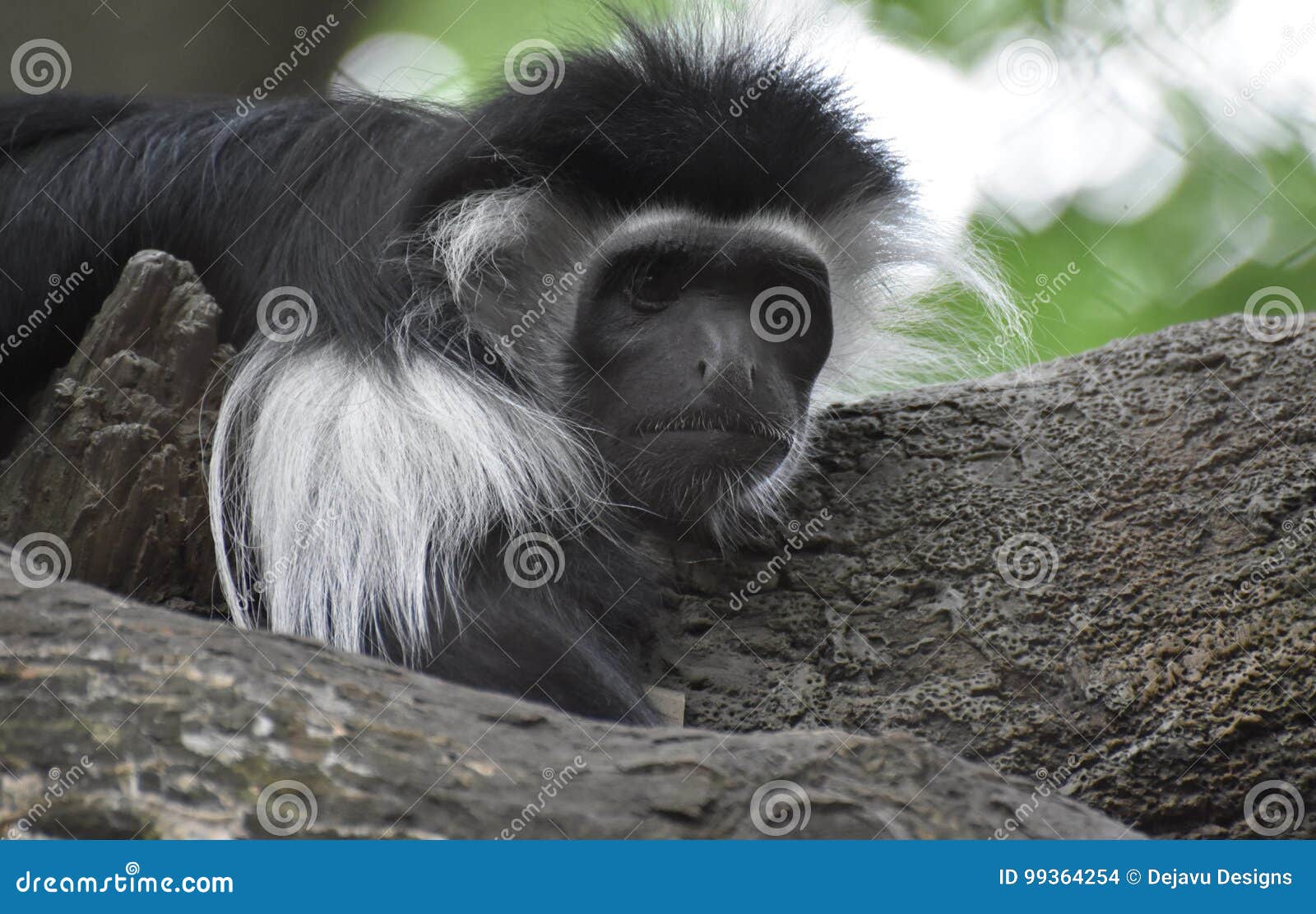 Amazing Close-up Look at the Face of a Colobus Monkey Stock Photo ...