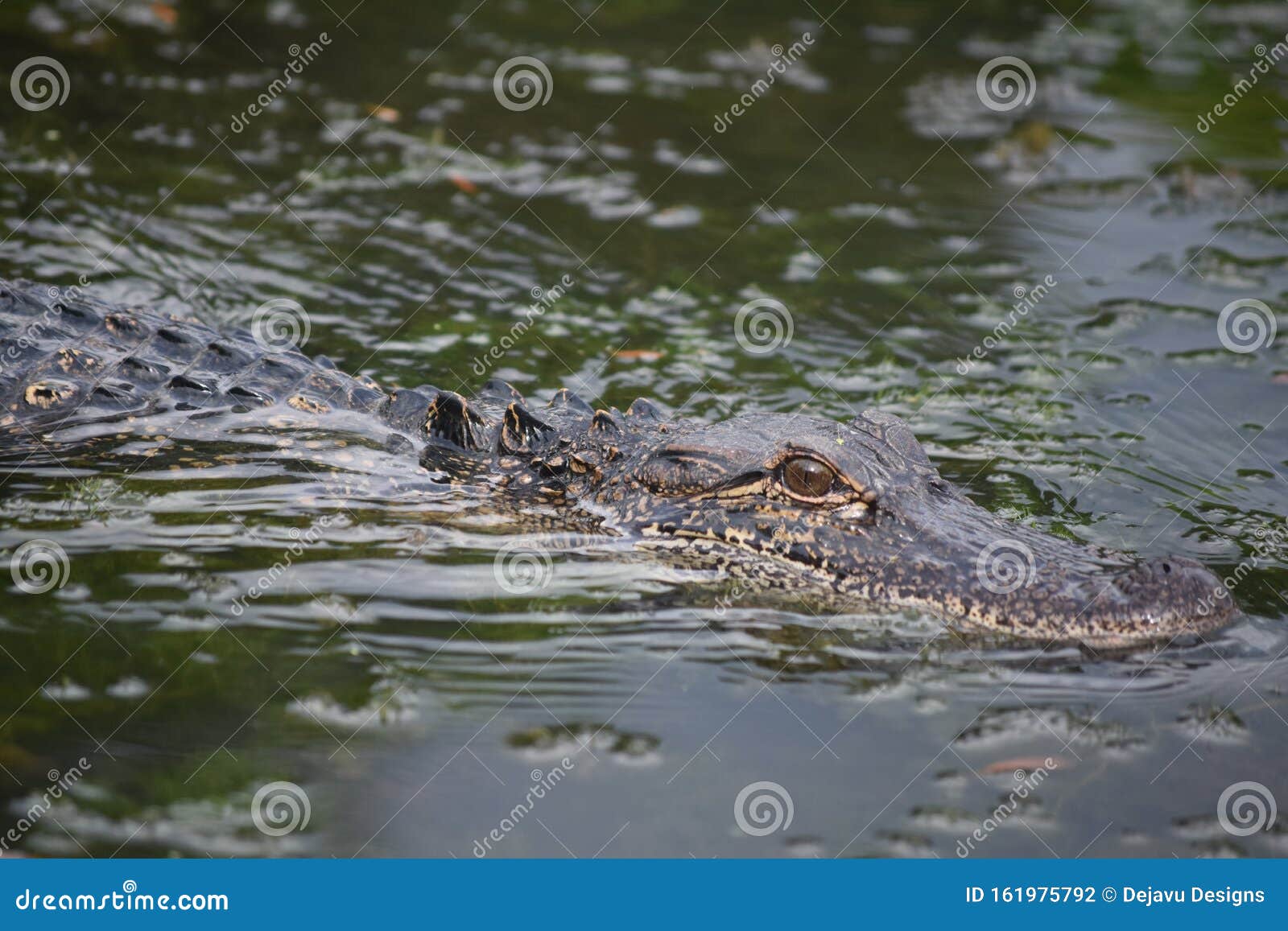 Amazing Close Up Look into the Face of a Swamp Gator Stock Photo ...
