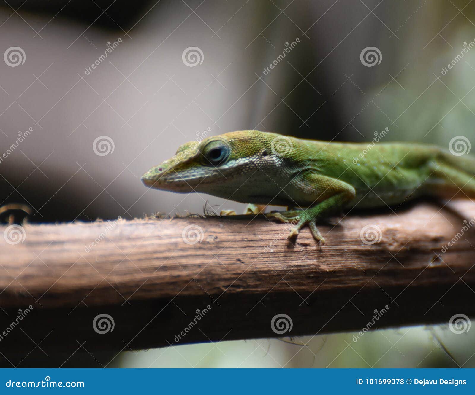 Amazing Close Up of a Red Throated Lizard Stock Photo - Image of animal ...