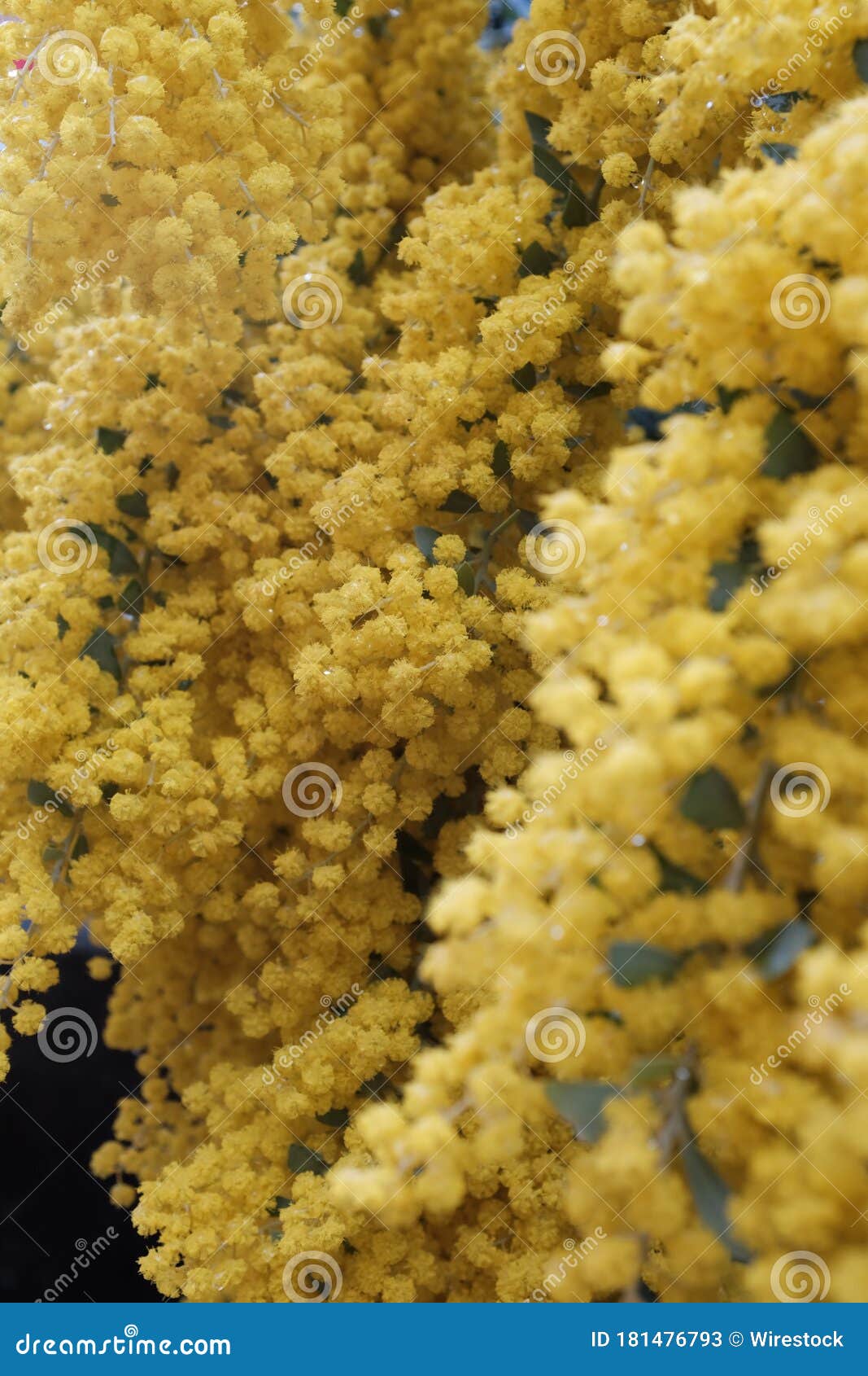 Amazing Up Close Look At A Budding Plant Stock Photography ...