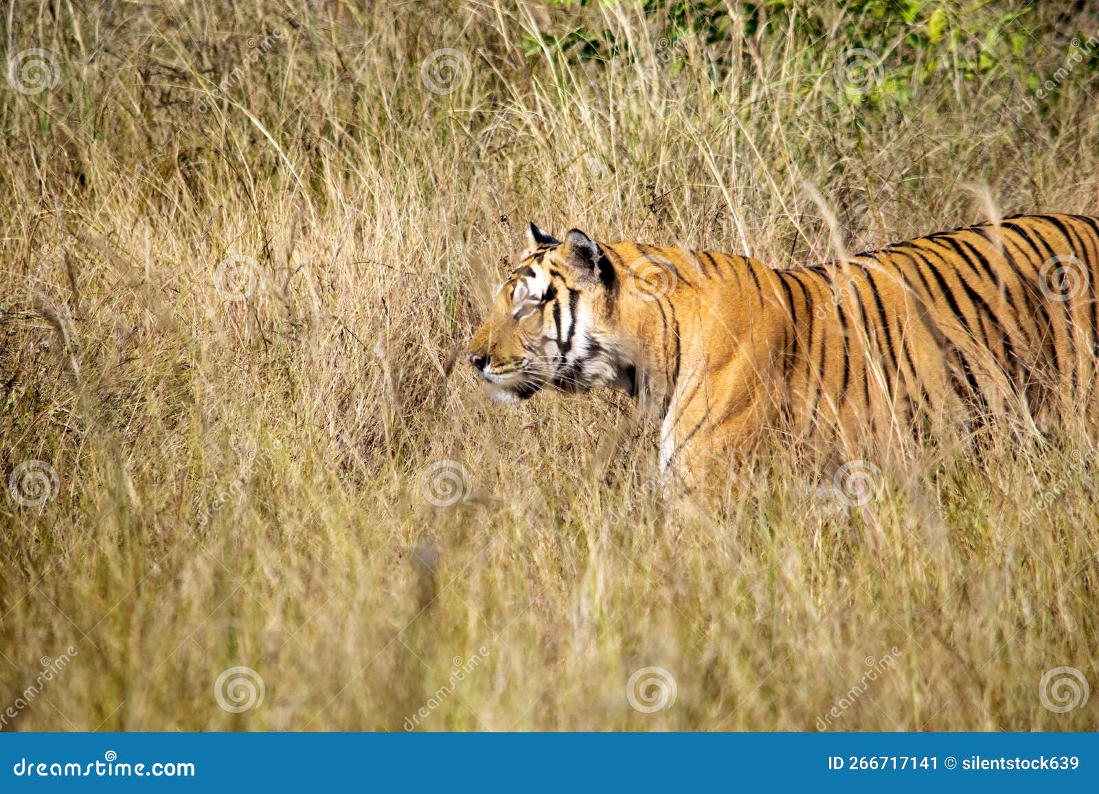 Amazing Closeup of a Beautiful Wild Tiger Stock Image - Image of beauty ...
