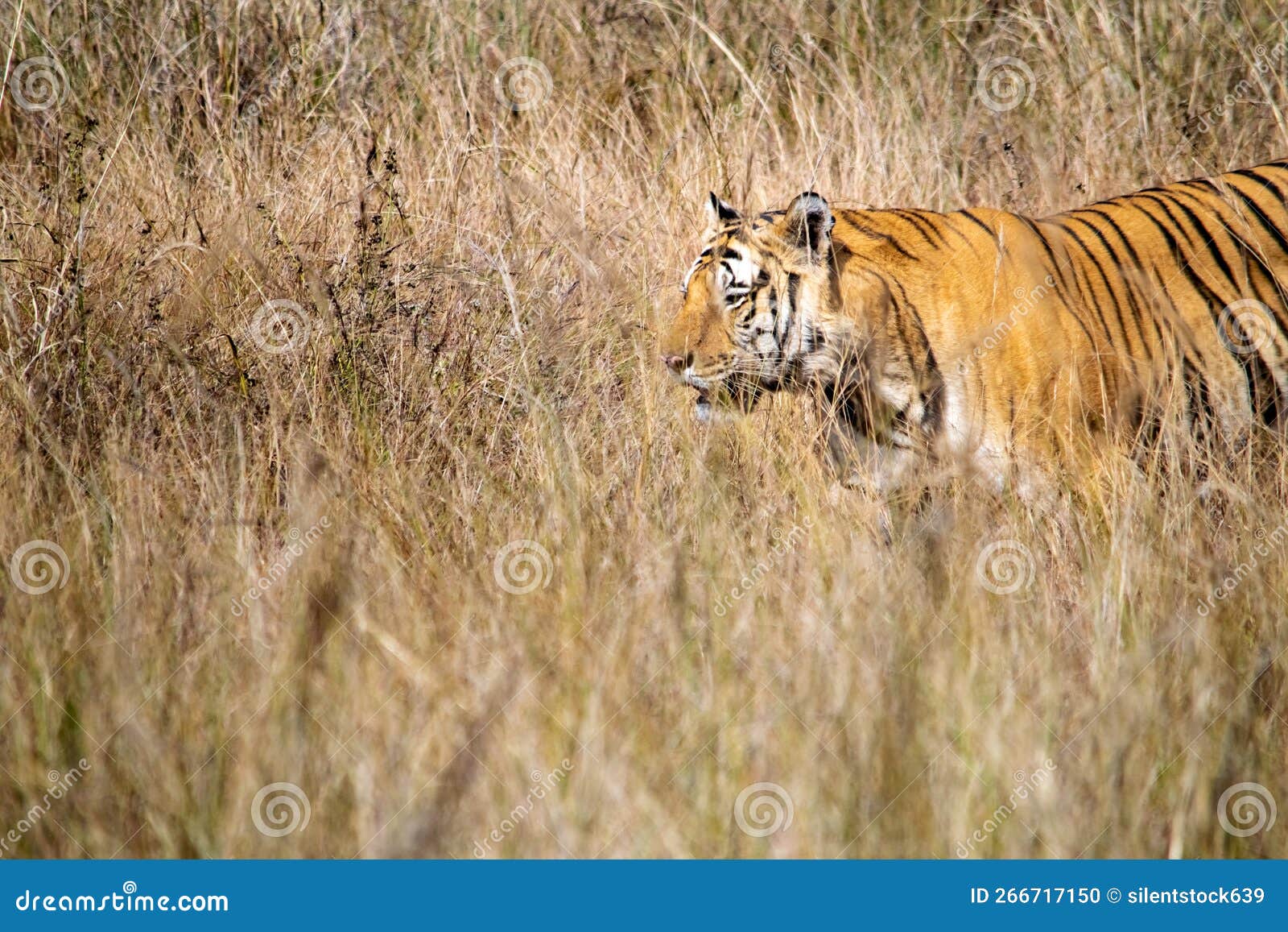 Amazing Closeup of a Beautiful Wild Tiger Stock Photo - Image of ...