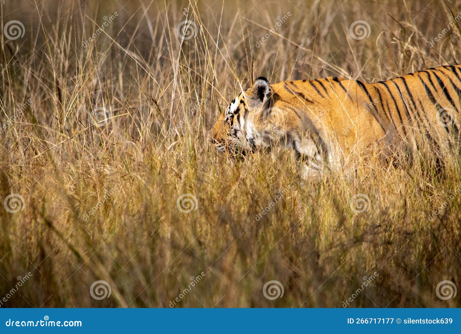 Amazing Closeup of a Beautiful Wild Tiger Stock Image - Image of white ...