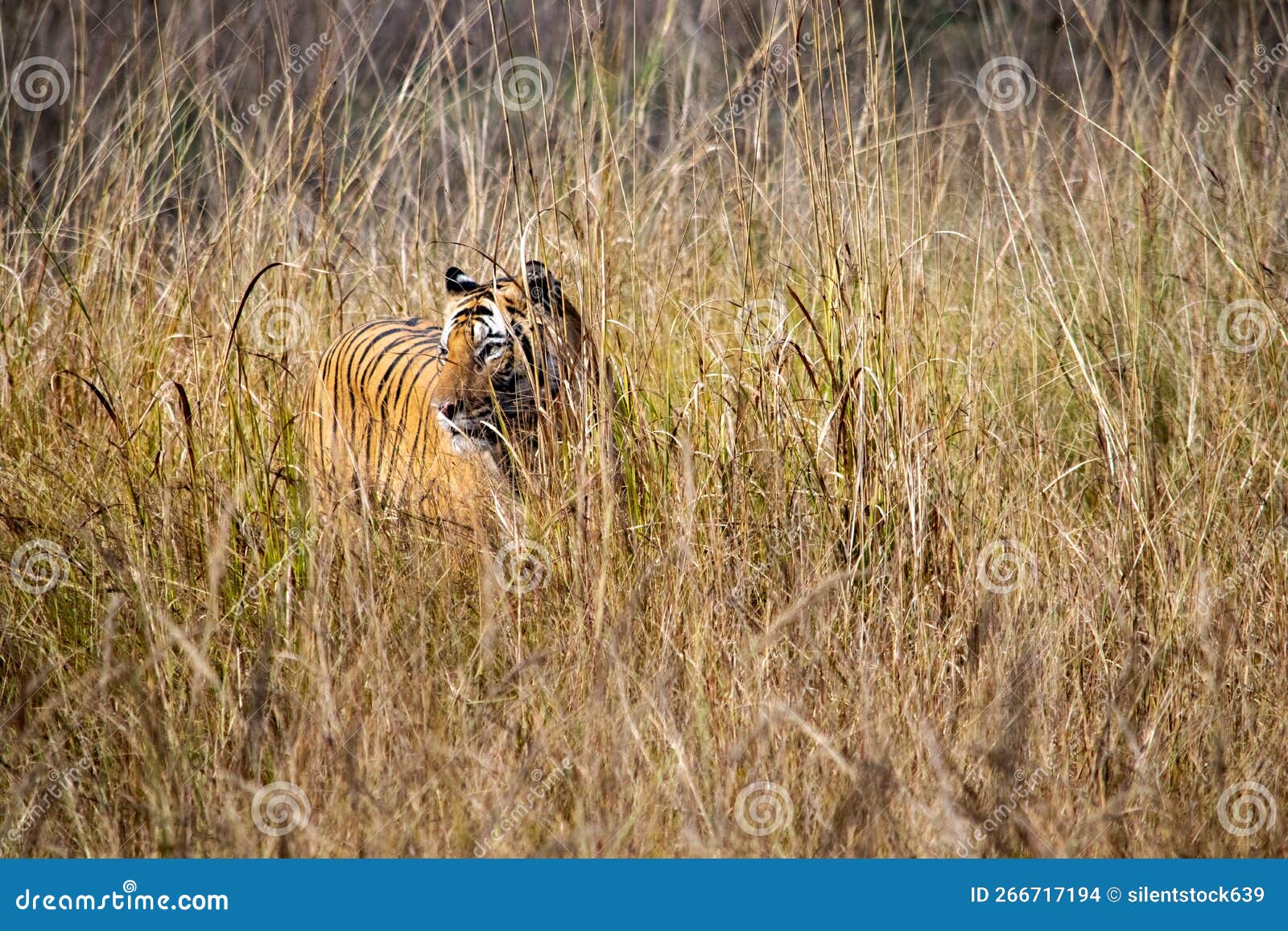 Amazing Closeup of a Beautiful Wild Tiger Stock Photo - Image of beauty ...