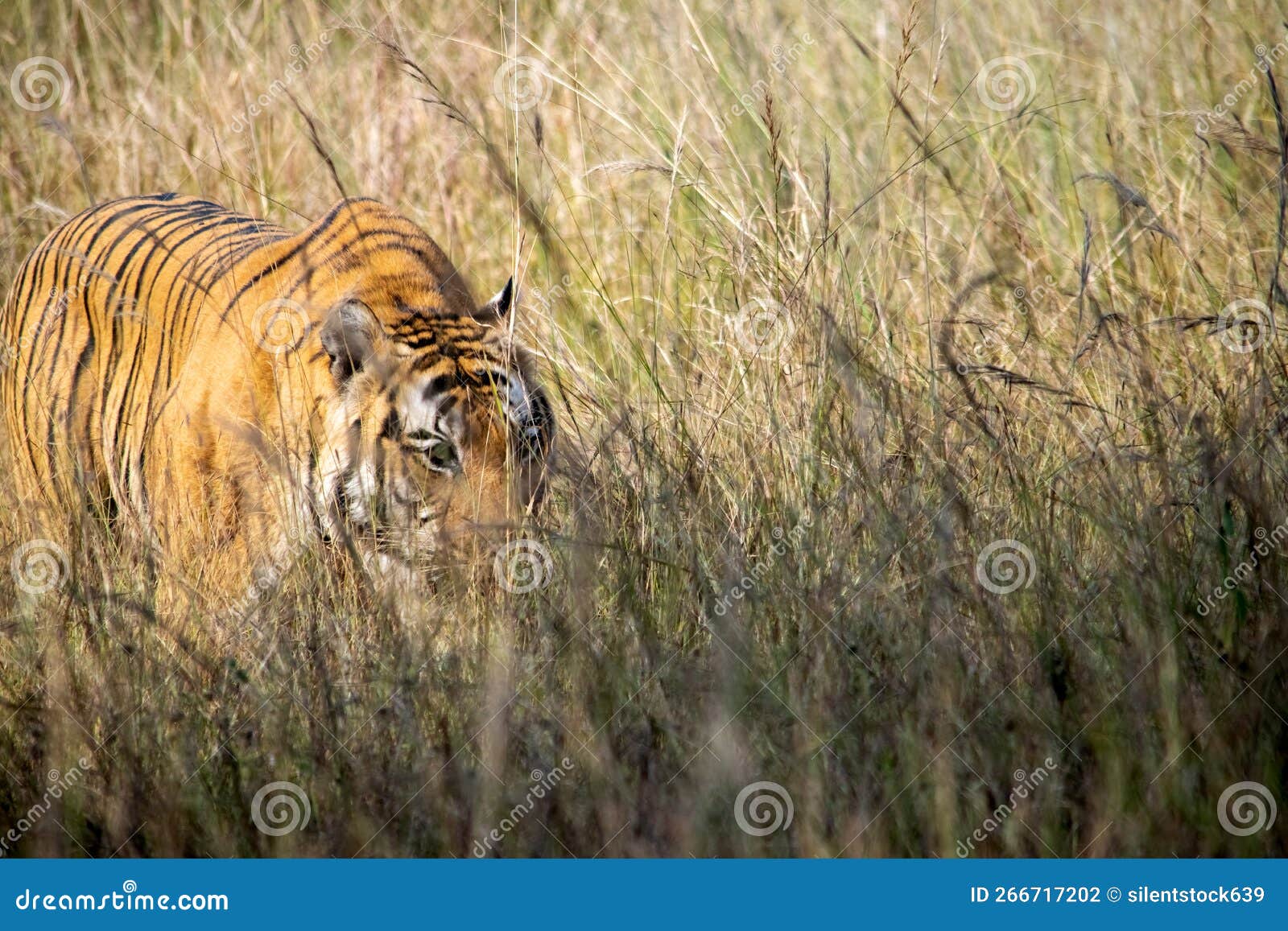 Amazing Closeup of a Beautiful Wild Tiger Stock Photo - Image of animal ...