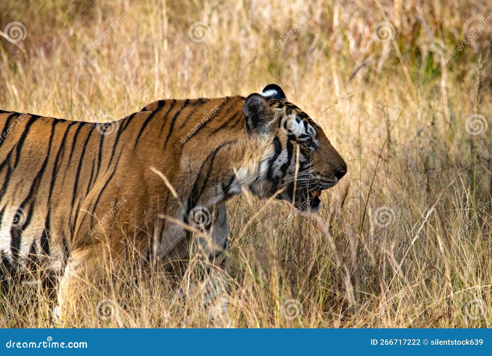 Amazing Closeup of a Beautiful Wild Tiger Stock Photo - Image of hunter ...