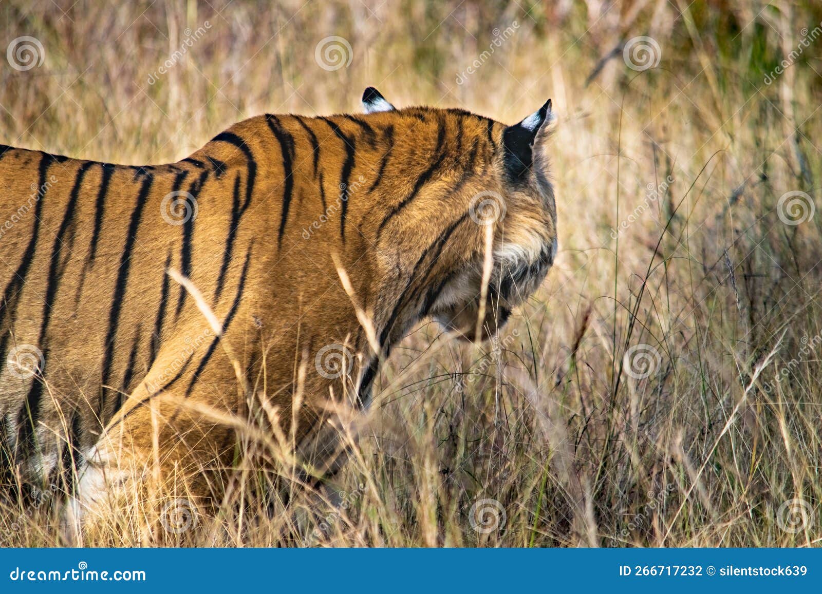 Amazing Closeup of a Beautiful Wild Tiger Stock Photo - Image of wild ...
