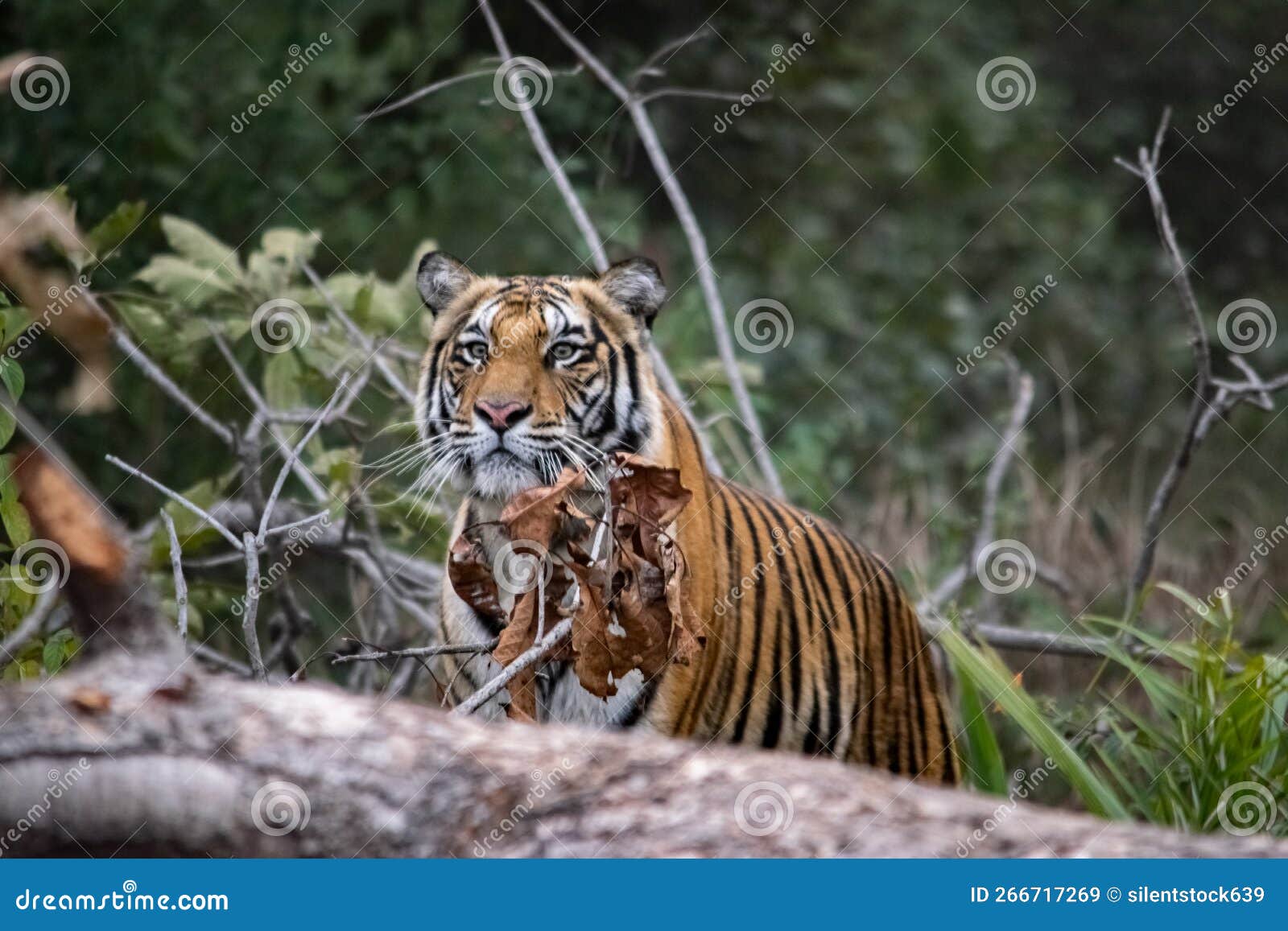 Amazing Closeup of a Beautiful Wild Tiger Stock Image - Image of white ...