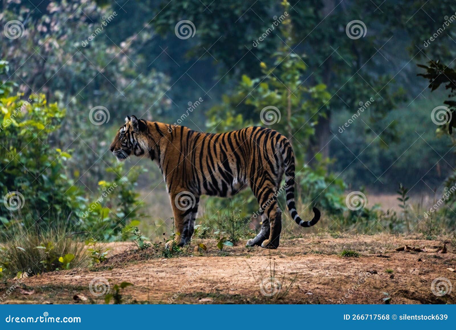 Amazing Closeup of a Beautiful Wild Tiger Stock Photo - Image of ...