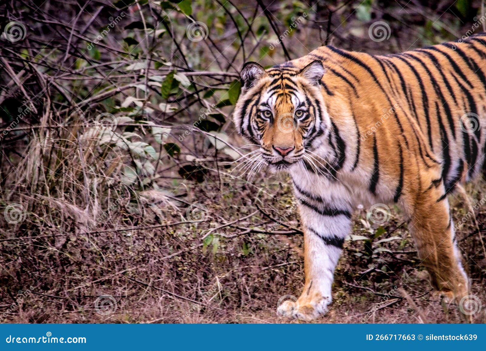 Amazing Closeup of a Beautiful Wild Tiger Stock Image - Image of safari ...