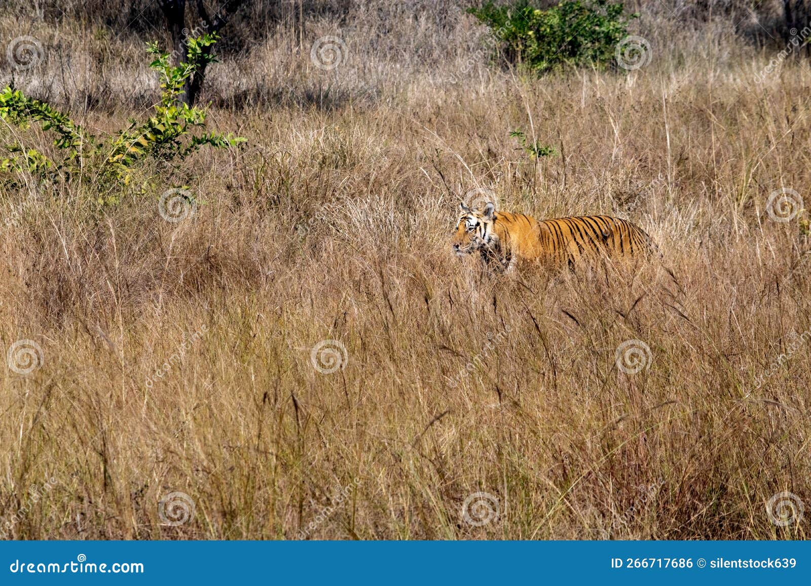 Amazing Closeup of a Beautiful Wild Tiger Stock Photo - Image of ...