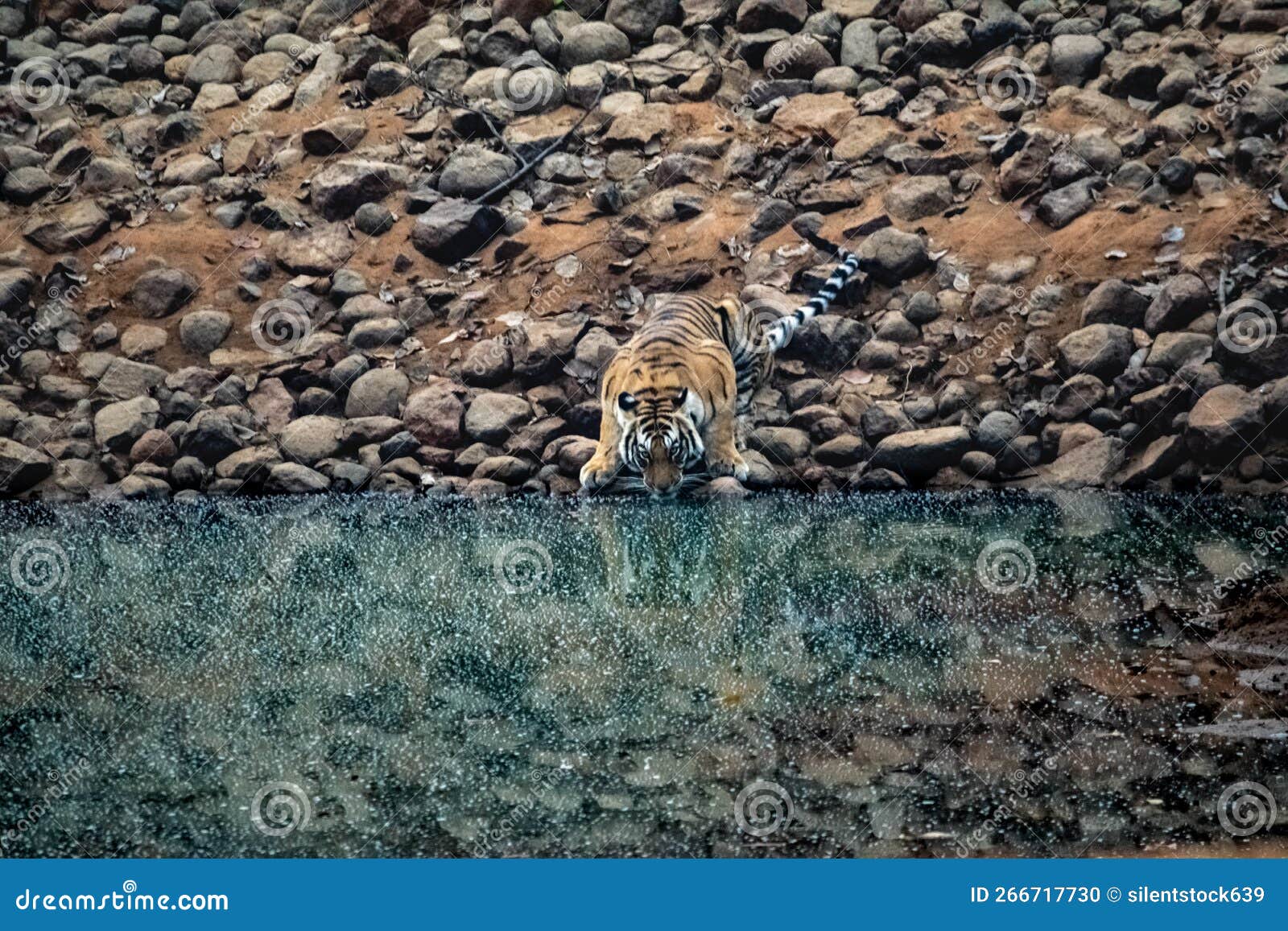 Amazing Closeup of a Beautiful Wild Tiger Stock Photo - Image of ...