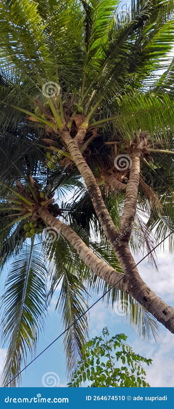 Amazing coconut tree stock photo. Image of tropics, nature - 264674510