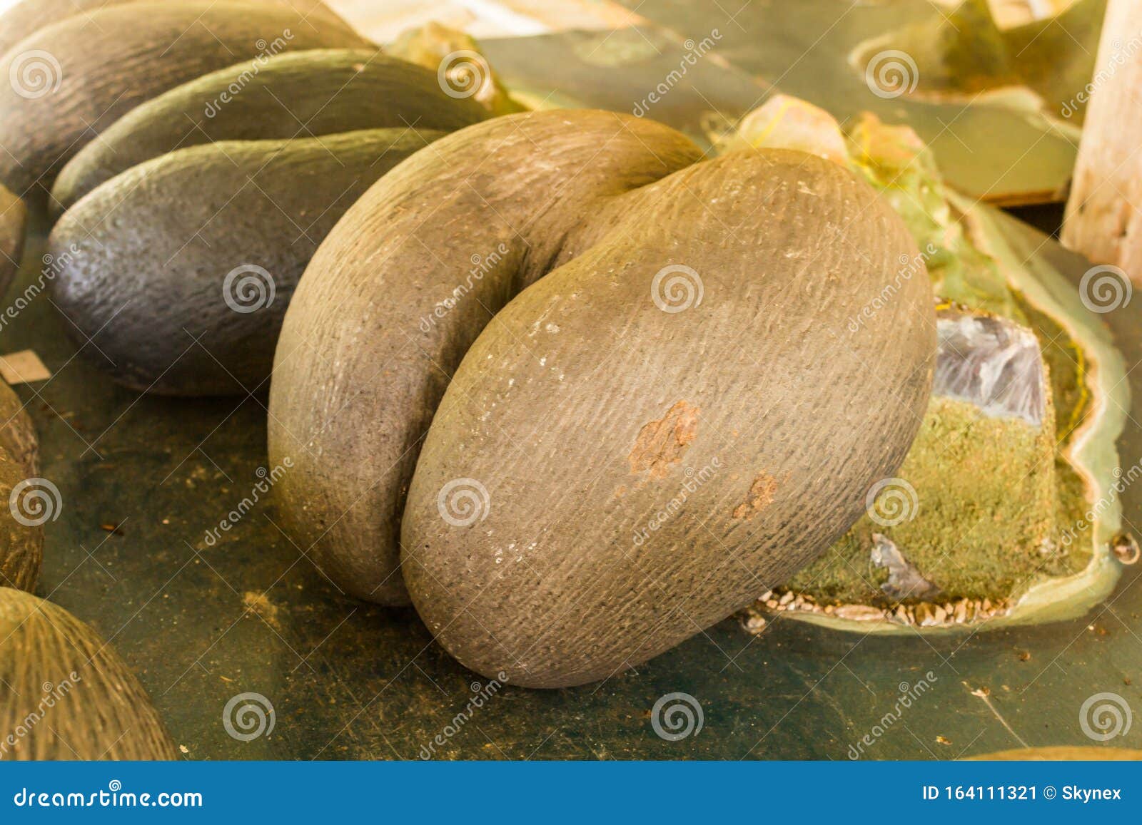 Amazing Coconuts of Seychelles. Coco De Mer Stock Image - Image of ...