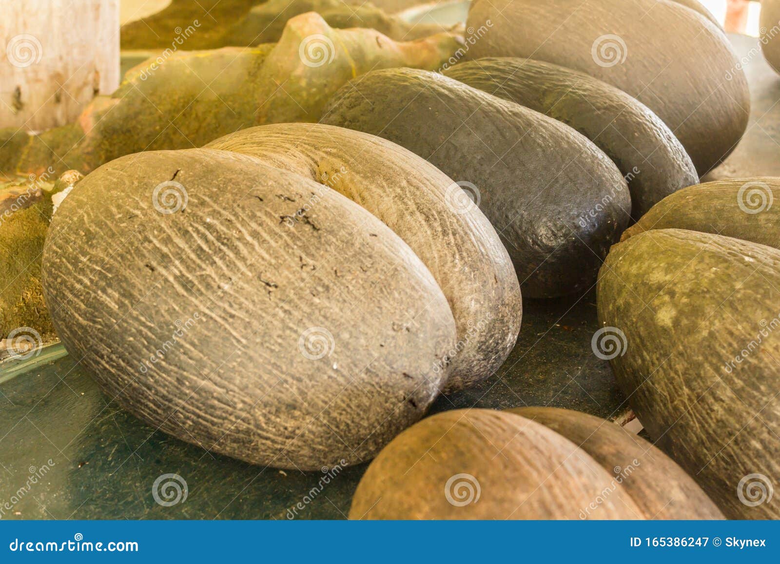Amazing Coconuts of Seychelles. Coco De Mer Stock Image - Image of ...