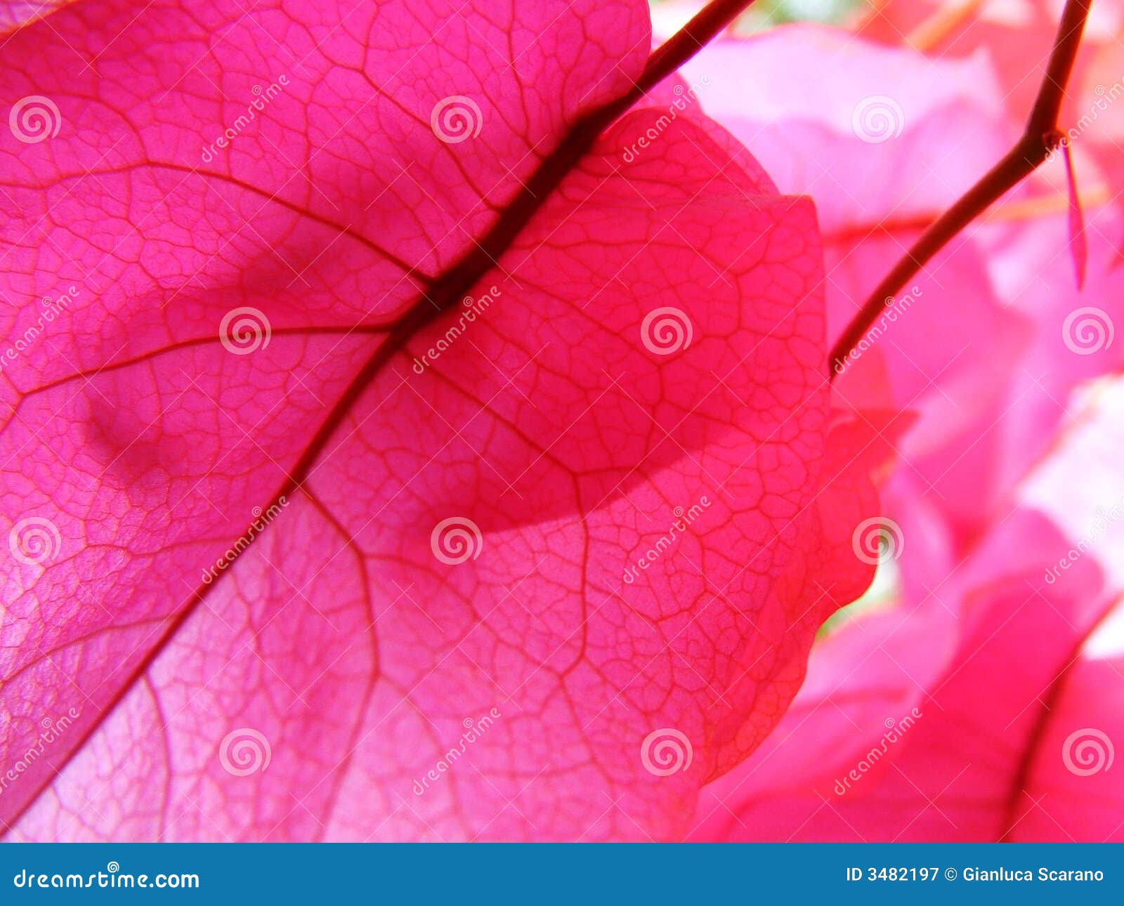 Amazing colors stock image. Image of plants, colors, green - 3482197