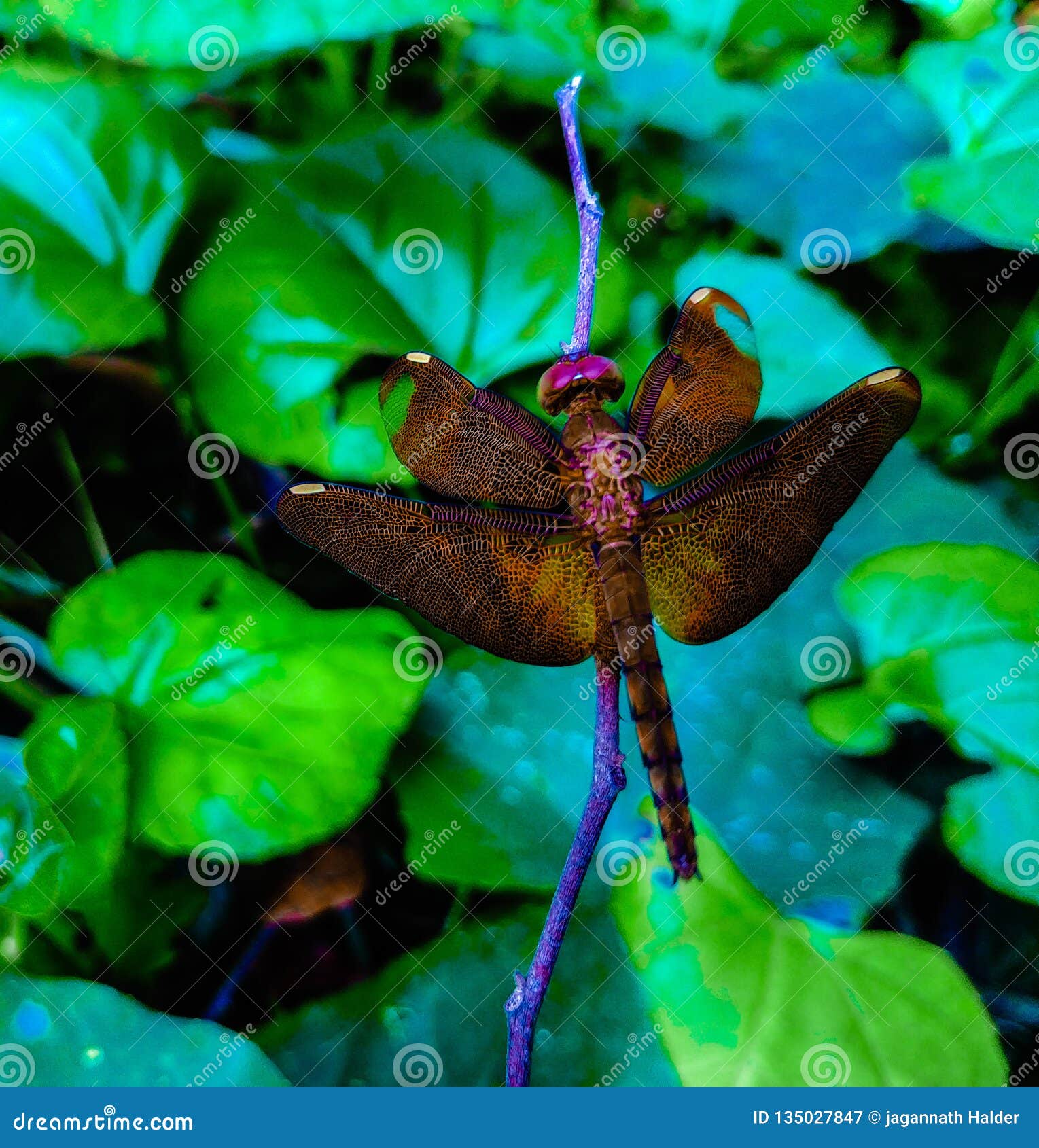 The Amazing Colour of Dragonfly Stock Image - Image of amazing, nature ...