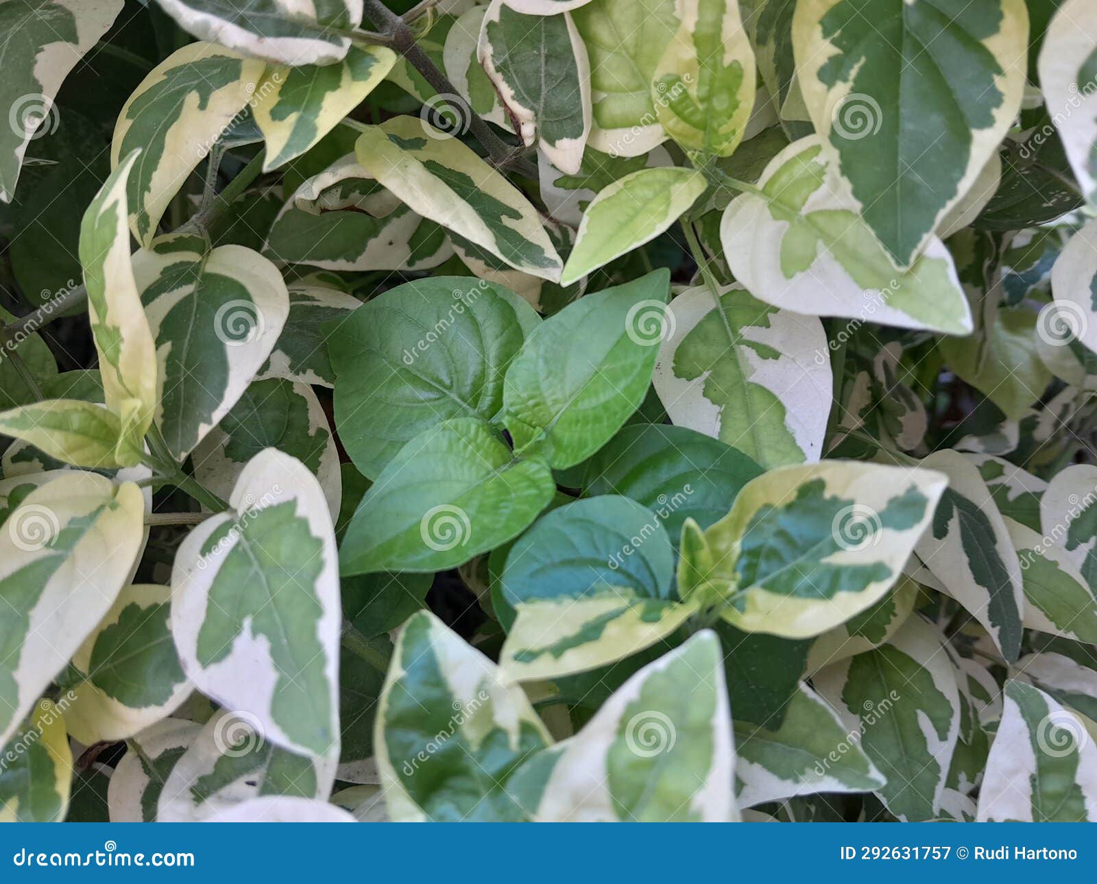 Amazing Combination of Leaf Colors Stock Image - Image of nature ...