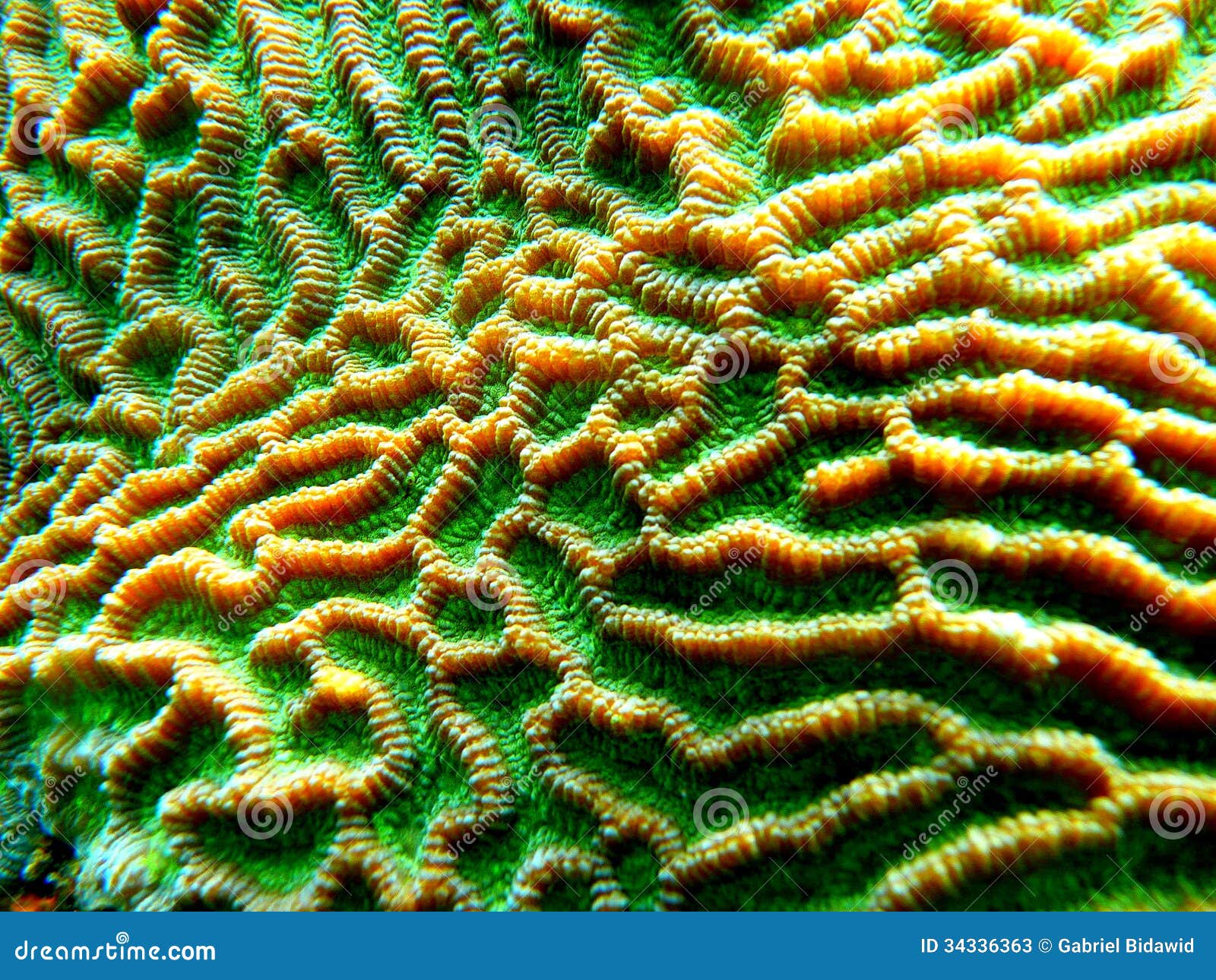 Amazing Coral stock image. Image of resort, conservation - 34336363