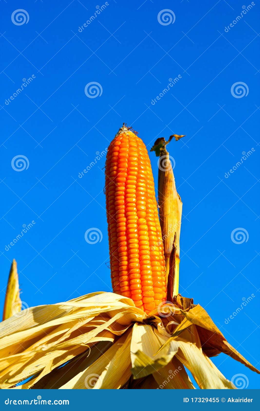 Amazing Corn Farm at Baanrai Utaithani Thailand Stock Image - Image of ...