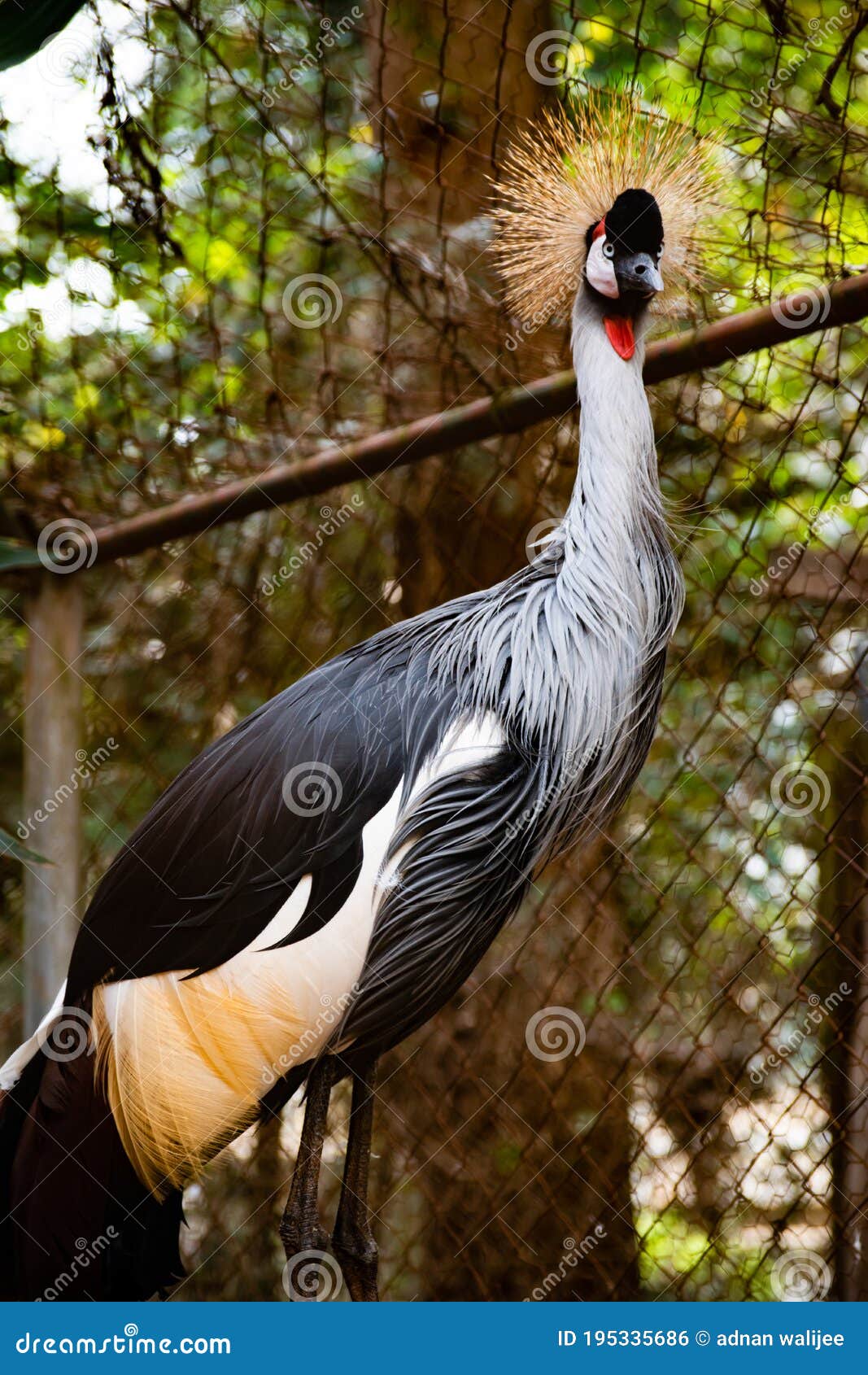 The amazing crane stock photo. Image of wilderness, wing - 195335686