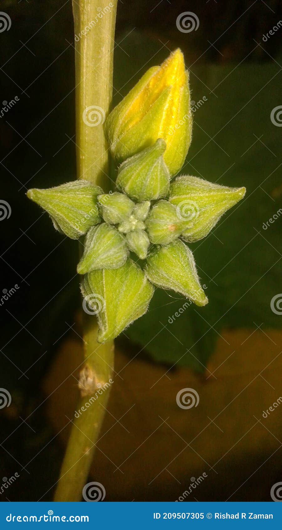 Amazing Cucurbit flower. stock image. Image of nature - 209507305