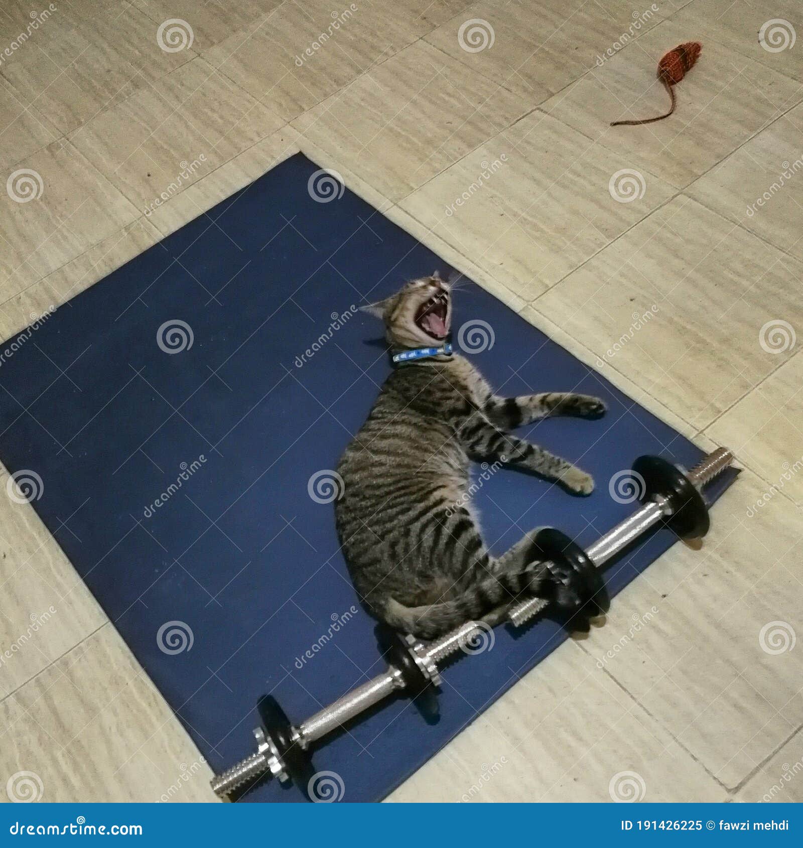 Amazing Cute Cat Working Out Stock Image - Image of room, flooring ...
