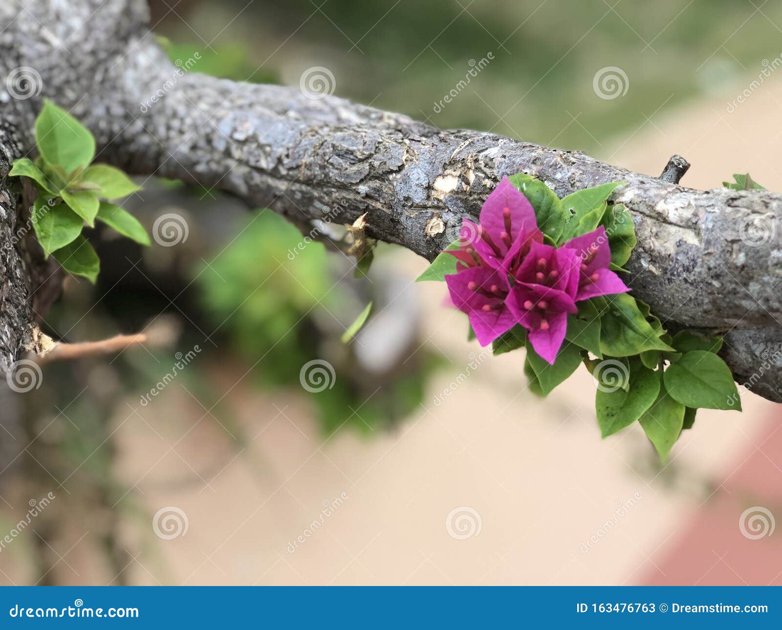 Amazing Cute Flower Growing in a Tree Stock Image - Image of tree ...