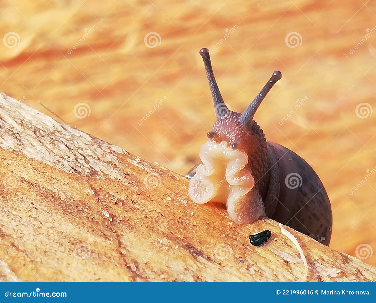Amazing cute snail stock photo. Image of shellfish, cute - 221996016
