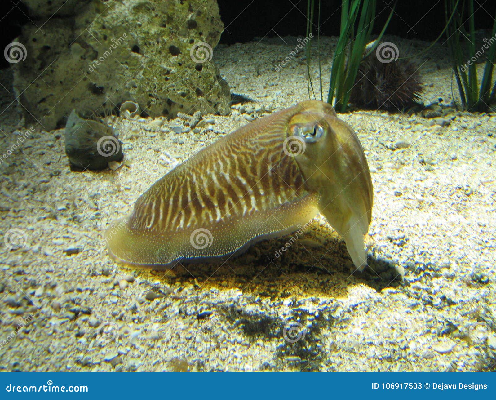 Cuttlefish Sitting on the Sandy Ocean Floor Stock Image - Image of ...