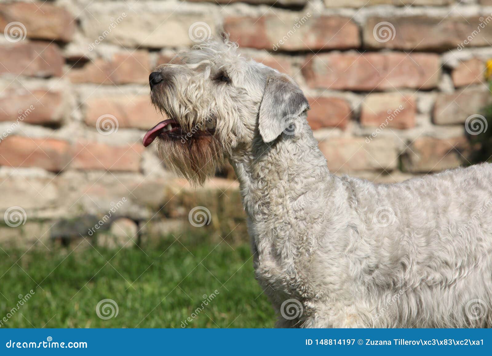Amazing Czech Terrier Standing on the Grass Stock Image - Image of ...