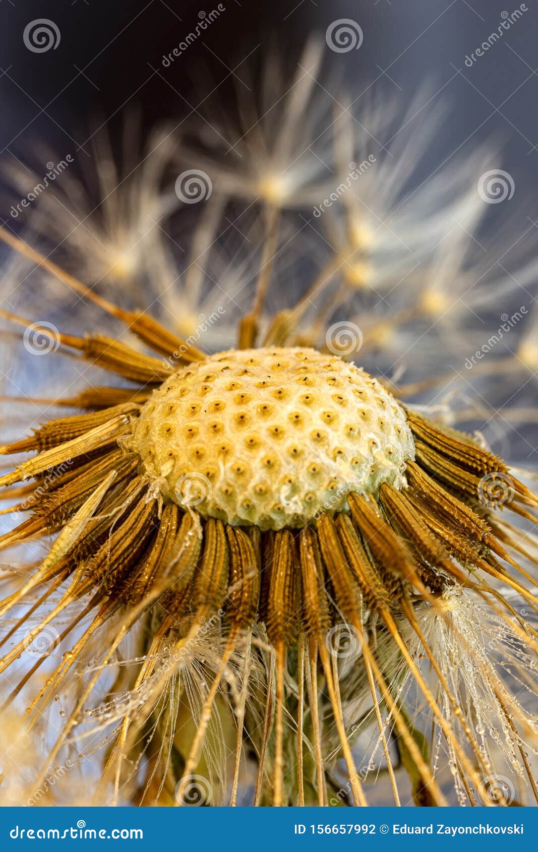 Amazing Dandelion Head Close Up Stock Photo - Image of dead, peaceful ...