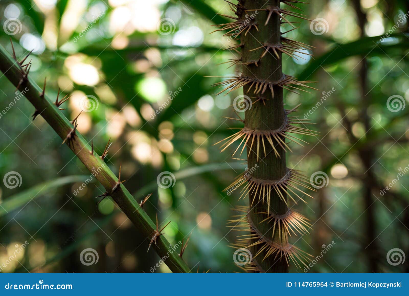 Amazing and Dangerous Tree Covered with Thousands of Needles Stock ...